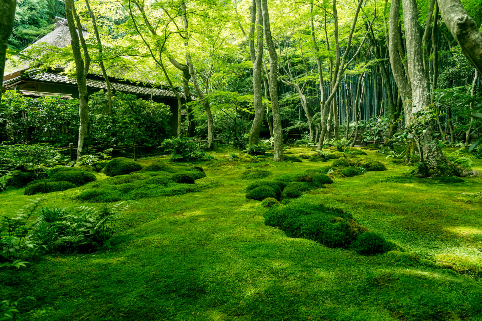 Gio-ji: A Hidden Jewel of Moss and Melancholy Beauty - Japanscribe ...